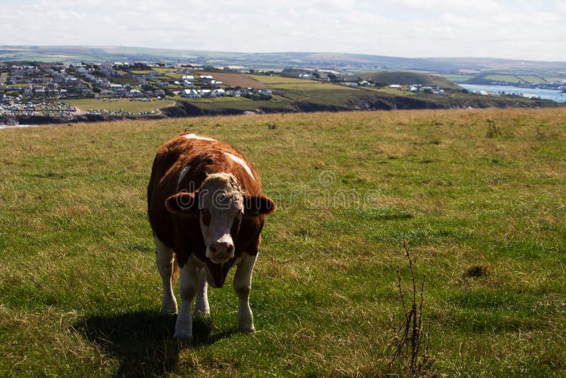 Dairy Cows in Cornwall stock image. Image of wind, seaside - 55424753