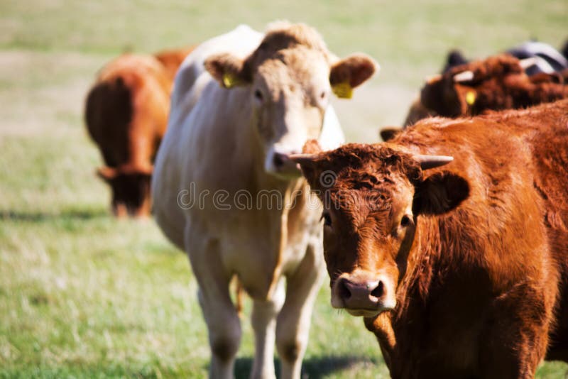 Dairy Cows in Cornwall stock image. Image of wind, seaside - 55424753