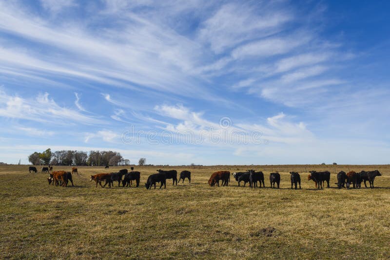 Cows Grazing in the Field, in the Pampas Plain, Stock Photo - Image of ...