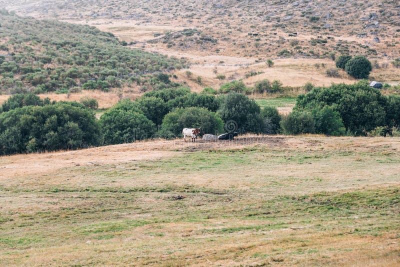 Cows Grazing in the Field, in a Sustainable and Ecological Environment ...