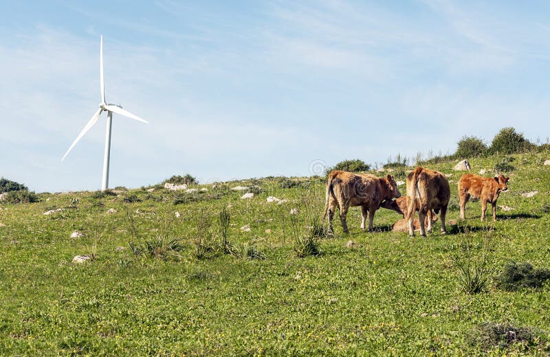 155 Cows Grazing Wind Turbines Stock Photos - Free & Royalty-Free Stock ...