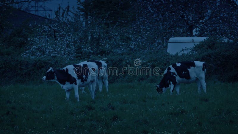 Cows Grazing in Field on Windy Evening Stock Video - Video of grazing ...