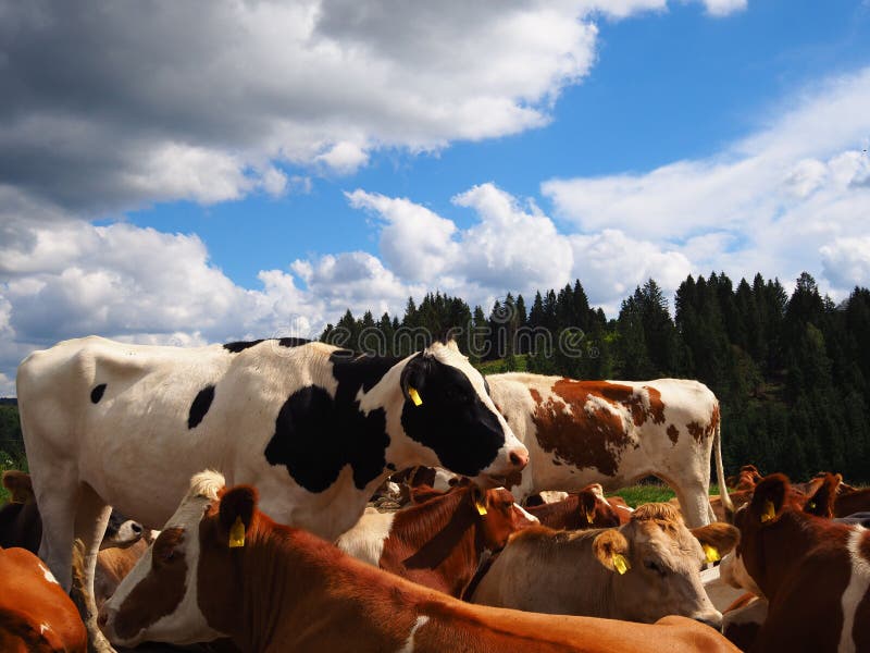 Cows Grazing in the Fields in a Beautiful Landscape Under the Open Sky ...