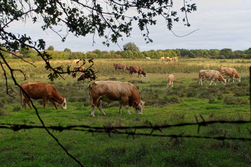 Fields of Grazing Cows stock image. Image of milk, agriculture - 257579423