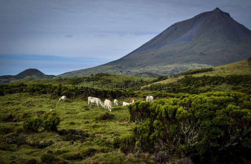 Cows Grazing at the Foot of the Pico Volcano Stock Image - Image of ...