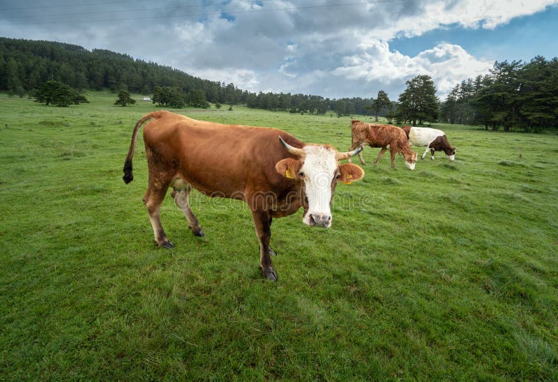 Cows on the Field in Spring Stock Image - Image of landscape, outdoor ...