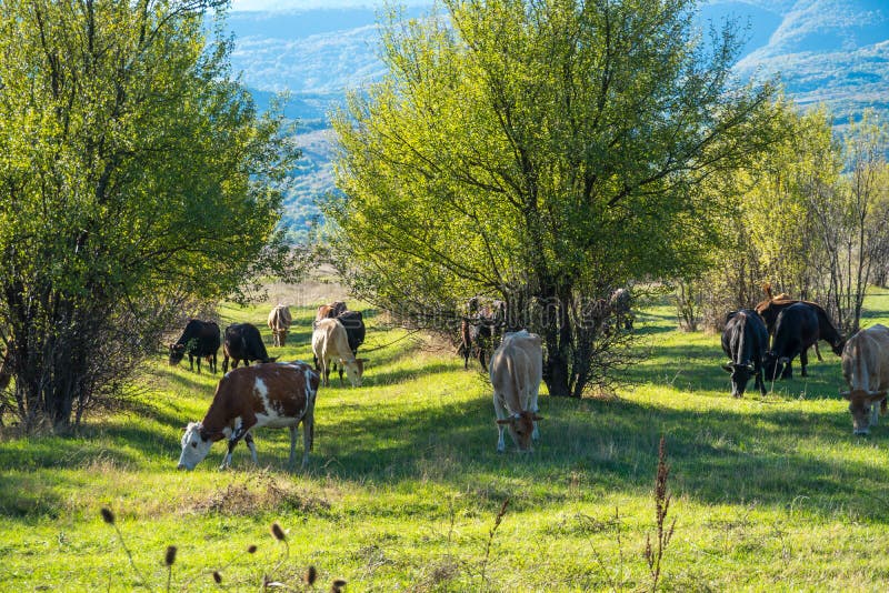 Cows Grazing on a Fresh Green Pasture Stock Photo - Image of nature ...