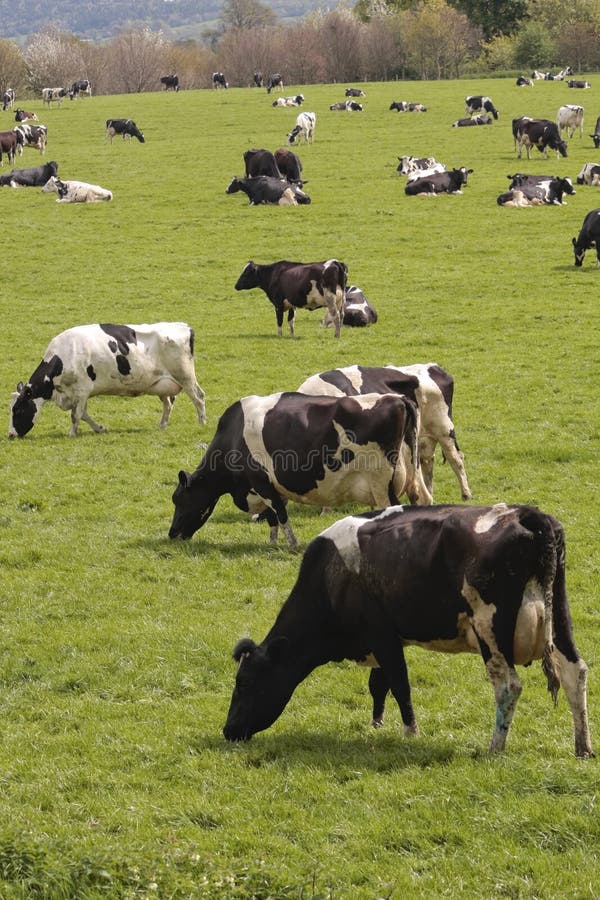 Cows Grazing in Fresh Pastures Stock Image - Image of food, feeding ...