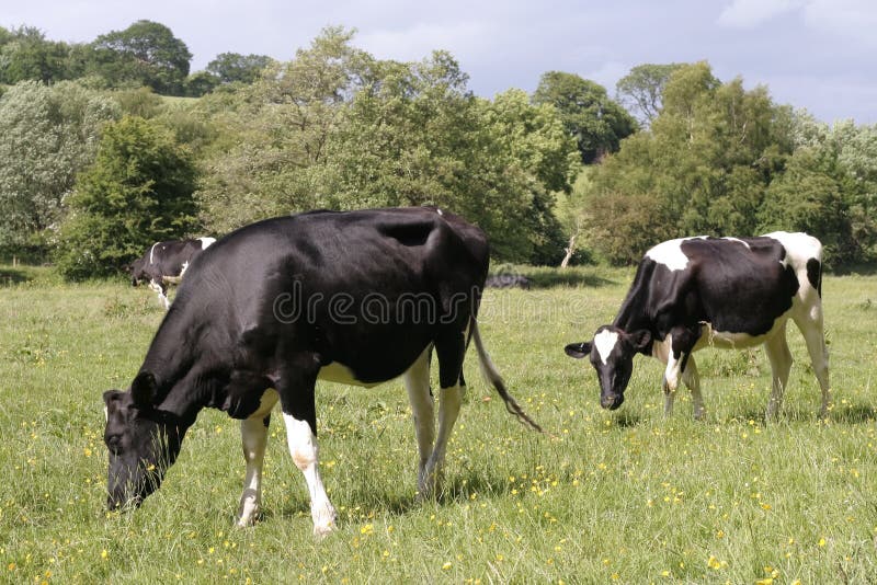 Cows Grazing in Fresh Pastures Stock Image - Image of healthy, dairy ...
