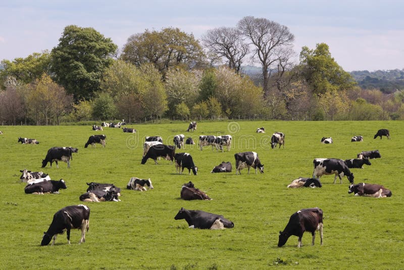 Cows Grazing in Fresh Pastures Stock Photo - Image of feeding, farming ...