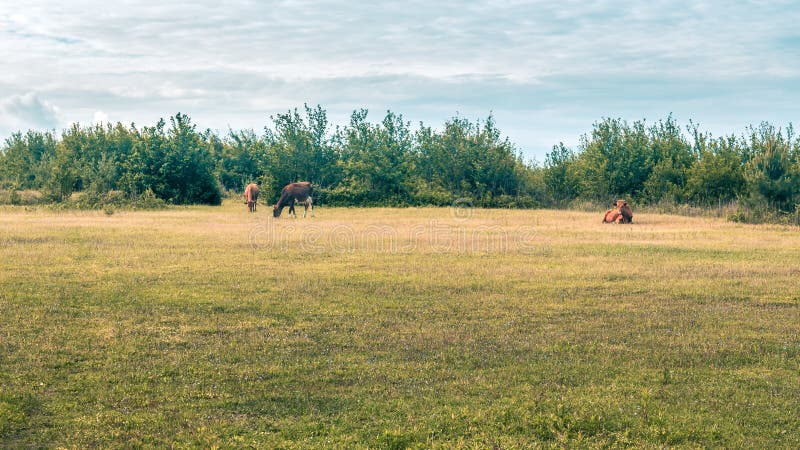 Cows Grazing in Fresh Pastures. Stock Photo - Image of dairy, country ...