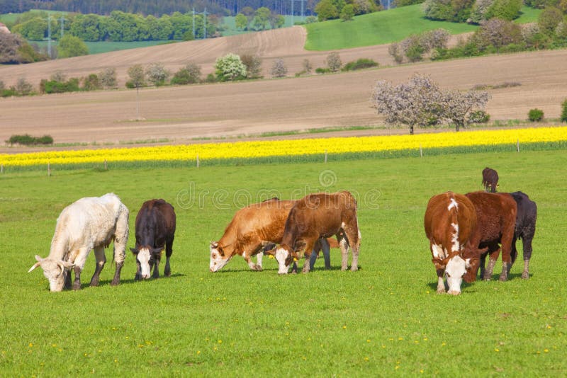 Cows Grazing on Grass Field. Stock Photo - Image of animal, cattle ...