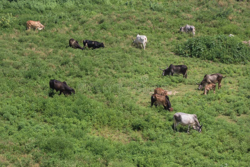 Cows Grazing in Green Field Stock Image - Image of mother, animal: 77849361
