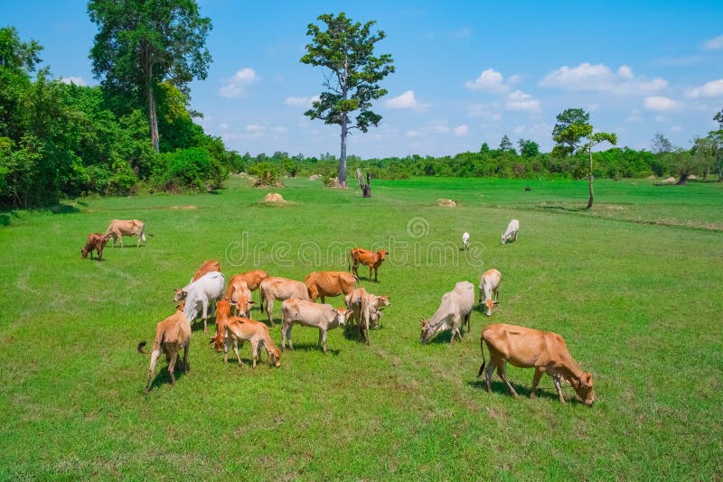 Cows Grazing in Green Field Stock Image - Image of countryside ...