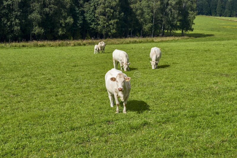 Cows Grazing on a Green Field Stock Photo - Image of flow, creek: 77642492