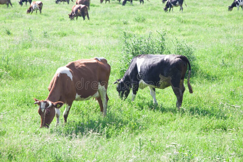 Cows Grazing in Green Meadow. Stock Photo - Image of livestock, field ...