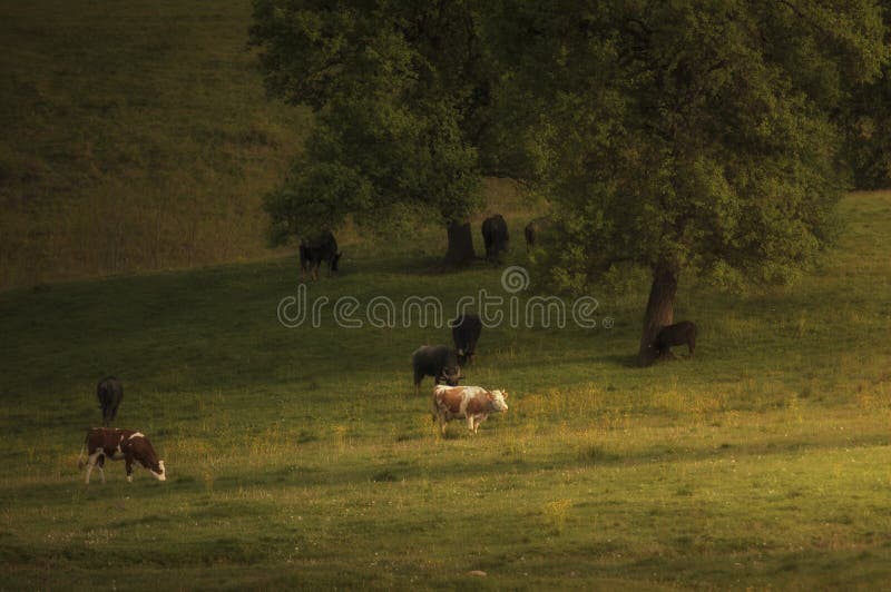 Cows Grazing on Green Meadow in Spring Stock Image - Image of farm ...