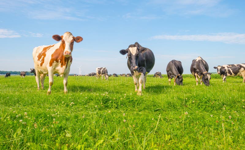 Cows Grazing in a Green Meadow in Summer Stock Image - Image of ...