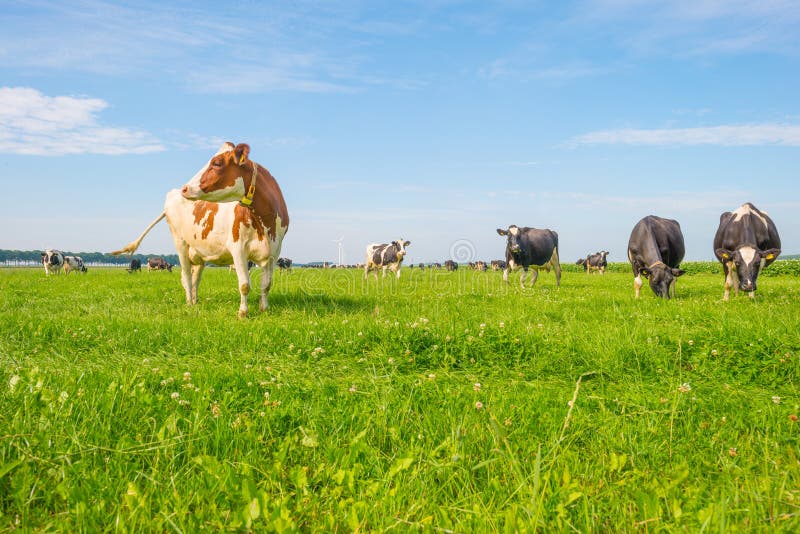 Cows Grazing in a Green Meadow in Summer Stock Image - Image of ...
