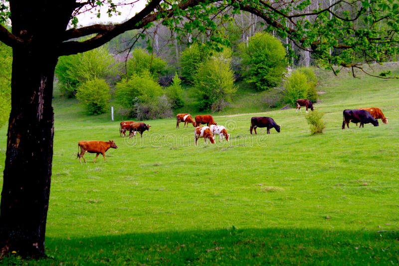 Cows Grazing on a Green Pasture Stock Image - Image of farming, grass ...
