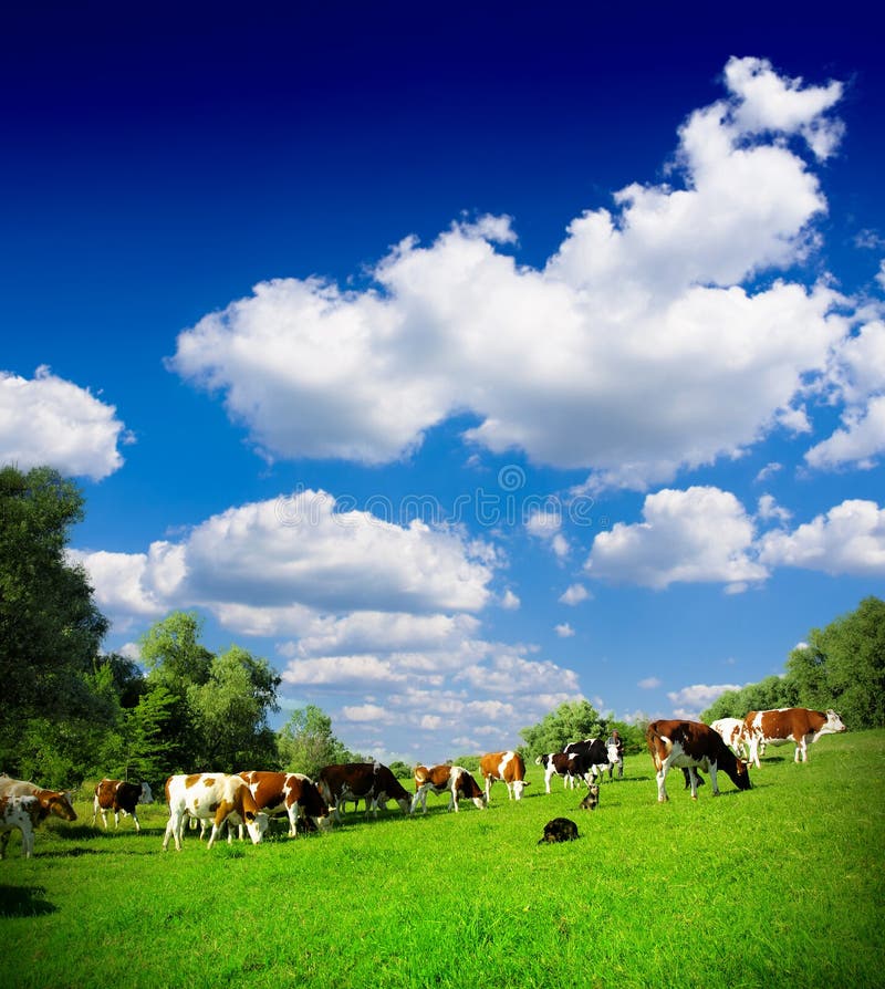 Cows grazing stock image. Image of beef, breeding, dairy - 55120783