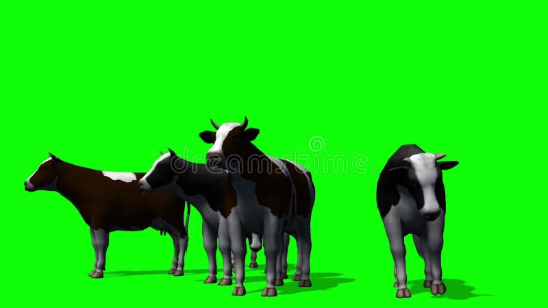 Cows Grazing - Green Screen Stock Footage - Video of farm, cows: 49444306