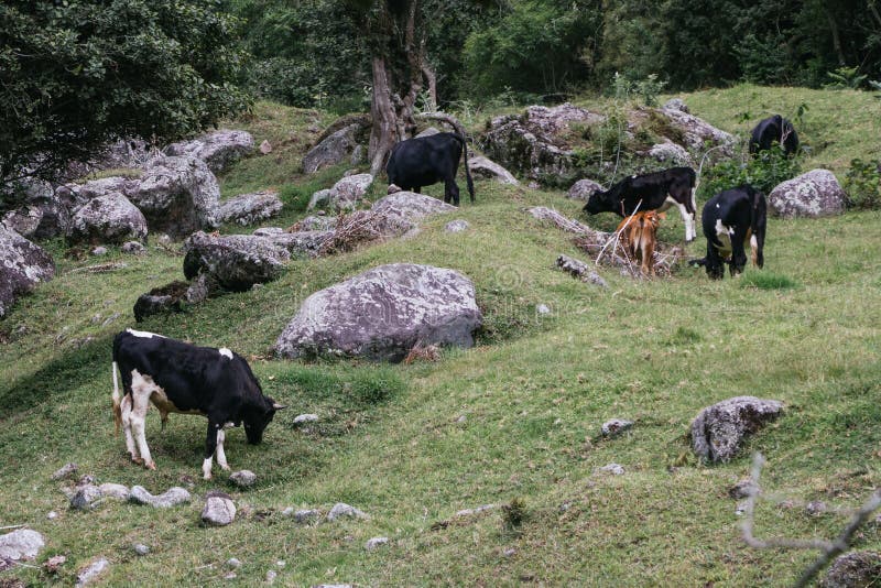 Cows Grazing in Green Space Full of Rocks Stock Image - Image of life ...