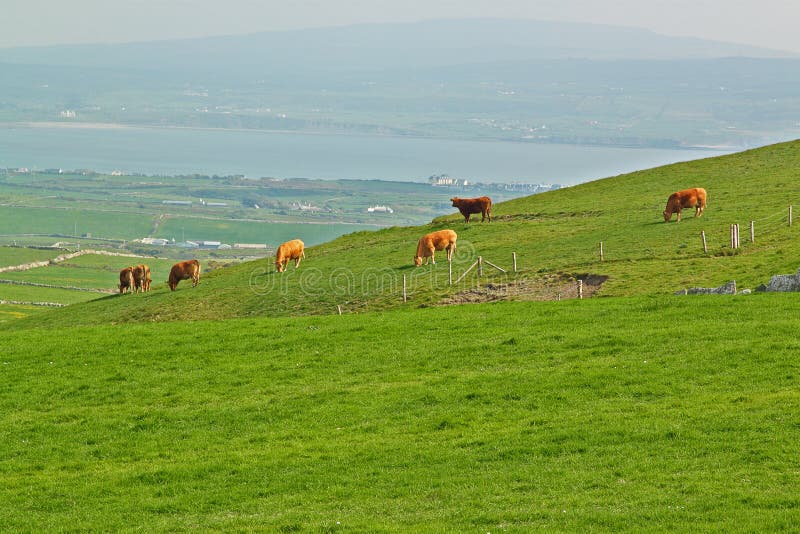 Cows Grazing on a Green Summer Meadow Stock Image - Image of garden ...