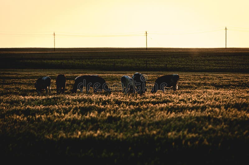 Cows Grazing on the Large Grass Field during Shiny Sunset, Silhouette ...