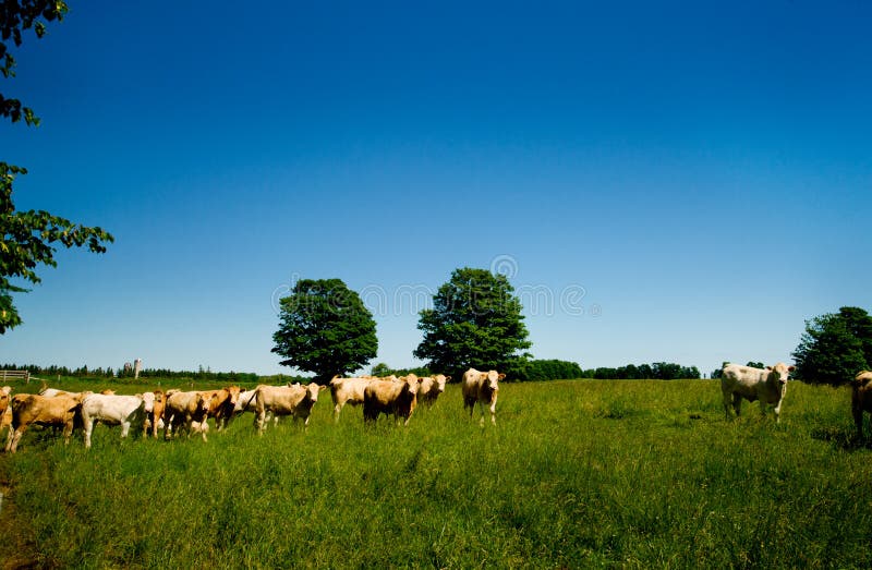 Cows stock photo. Image of agriculture, bell, farmland - 42181516
