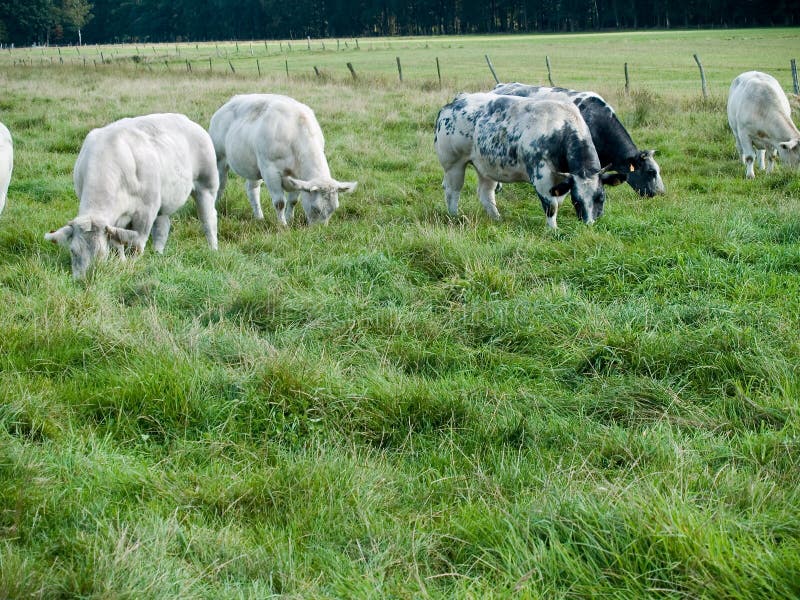 Cows grazing in meadow stock photo. Image of farming, corn - 1667332