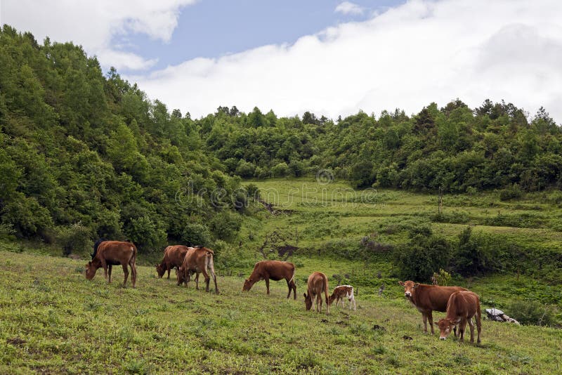 Cows Grazing in a Meadow stock photo. Image of meadows - 20173568