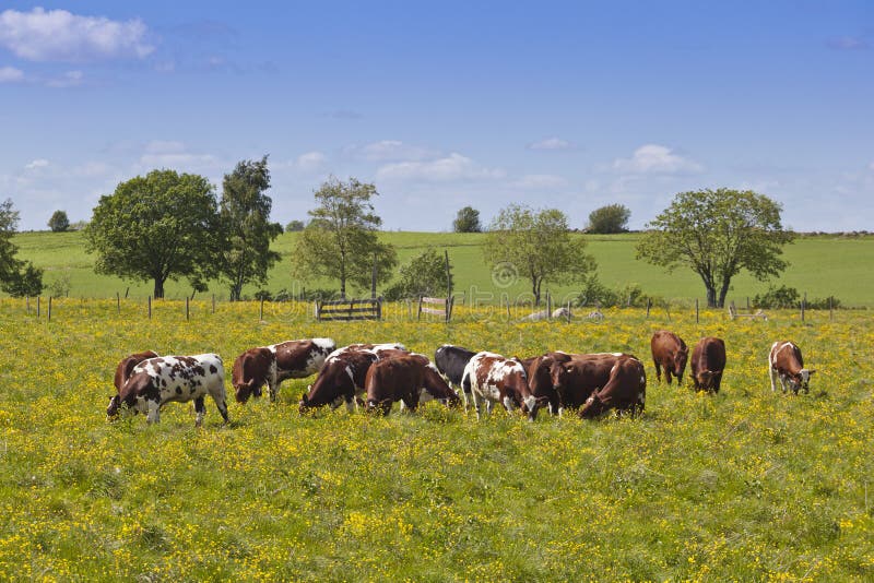 Cows grazing in a meadow stock photo. Image of agricultural - 24977858