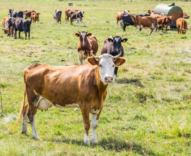 Cows Grazing in a Meadow on a Bright Sunny Day Stock Photo - Image of ...