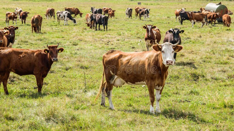 Cows Grazing in a Meadow on a Bright Sunny Day Stock Photo - Image of ...