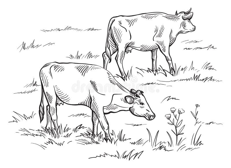 Cows Grazing on Meadow. Hand Drawn Illustration. Stock Vector ...