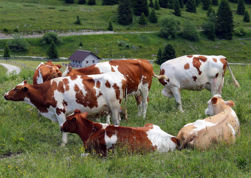 Cows Grazing in the Meadow in the Mountains Stock Image - Image of ...