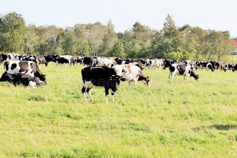 Cows grazing in the meadow stock photo. Image of bovine - 342685596