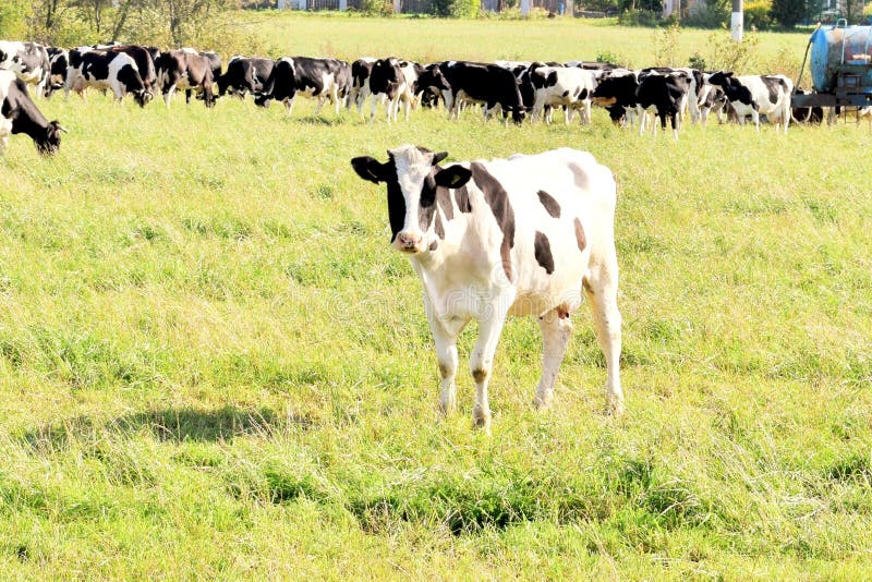 Cows grazing in the meadow stock image. Image of landscape - 298793351
