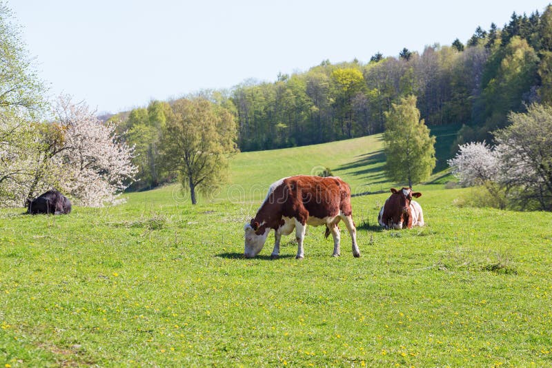 Cows grazing in a meadow stock photo. Image of agricultural - 24977858