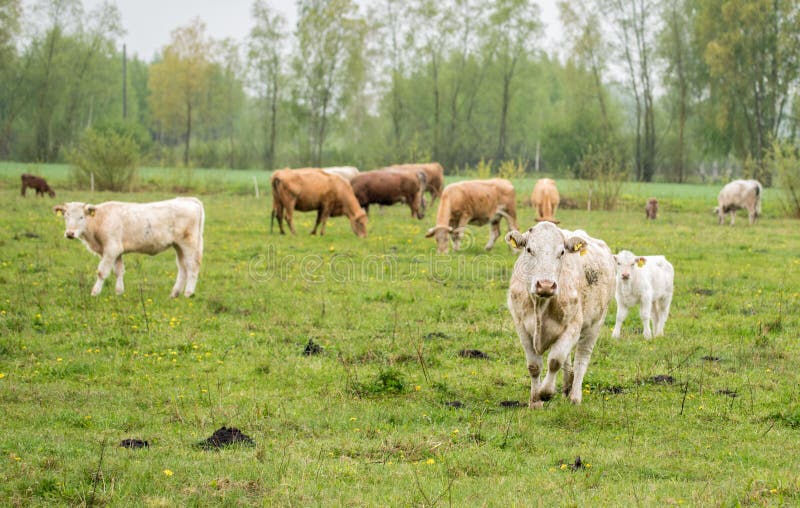 Cows Grazing in a Meadow on a Spring Rainy Day Stock Image - Image of ...