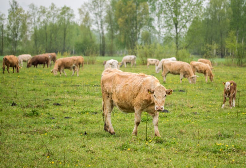 Cows Grazing in a Meadow on a Spring Rainy Day Stock Photo - Image of ...
