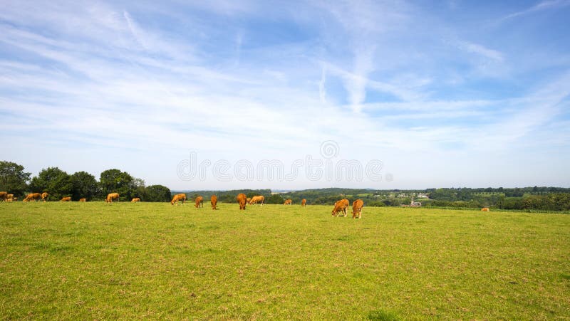 Cows grazing in a meadow stock image. Image of meadow - 77973119