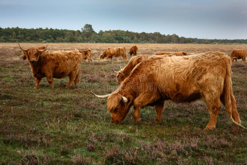 Cows grazing in the meadow stock photo. Image of land - 85560928