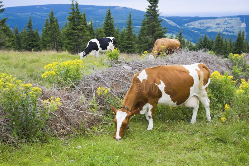 Cows stock image. Image of graze, milk, farming, nature - 197428225