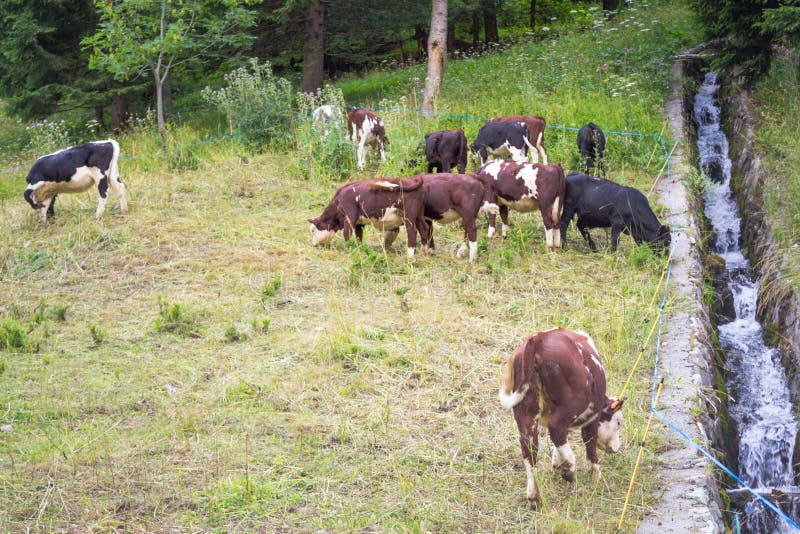 Colors of nature stock photo. Image of violet, vegetaion - 116757214