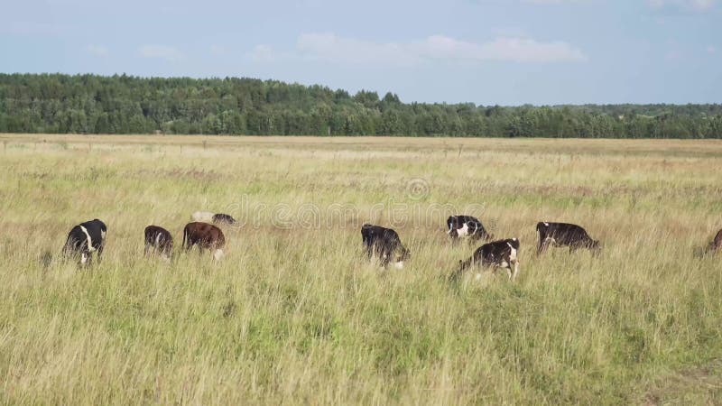 Cows Grazing in Mountains Agriculture Field, Beef Portrait Pasturing on ...