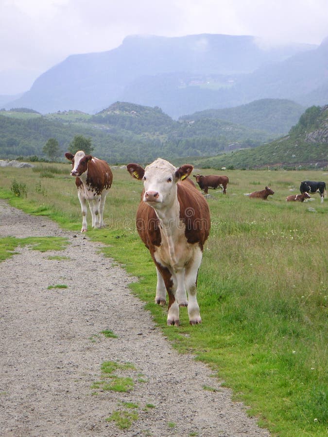 Cows in a Pasture in Norway Stock Photo - Image of animals, grazing ...