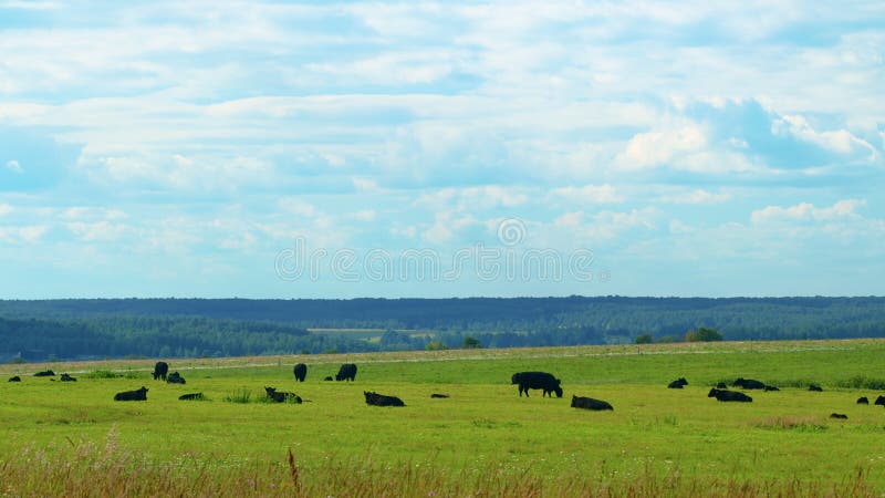 Cows Grazing in Pasture Under Big Blue Sky. Group of Cows Grazing in ...