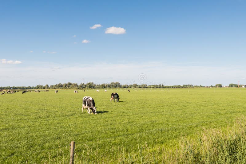 Cows Grazing Peacefully on a Sunny Day in Springtime Stock Image ...